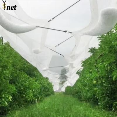 China Durable Anti Hail Net 50m 100m Bird Netting For Grape Vines And Apple Tree for sale
