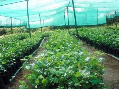 China Máquina para hacer red de sombra solar con doble aguja DRCA Tipo de material virgen HDPE Sunshine en venta