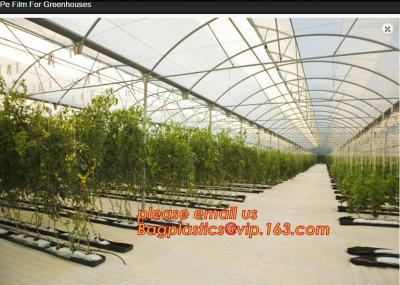 中国 100%のりんごの木のための新しいHDPEの昆虫の網/反鳥の網、温室の植物のための反昆虫の網、農業純反ins 販売のため