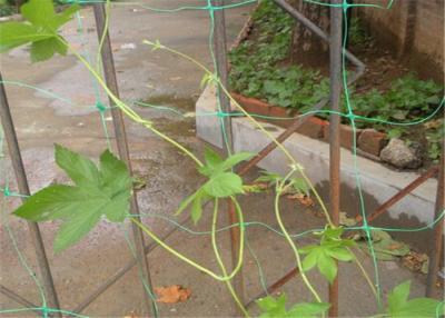 Cina 6,5 piedi di guardia di plastica Protector Trellis di Mesh Netting Hdpe Garden Leaf in vendita