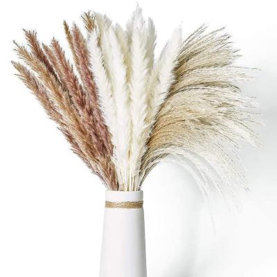 Cina Il fiore secco decorazione domestica pianta l'erba di pampa naturale conservata in vendita