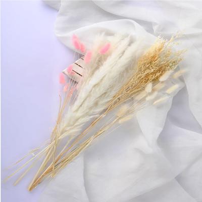 Cina La fotografia domestica ha asciugato l'erba di pampa del mazzo dei fiori Bunny Tails Grass in vendita