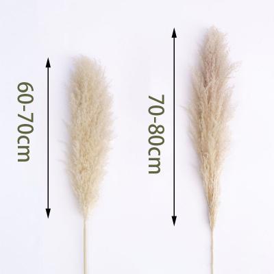 Cina Erba di pampa naturale secca decorativa per la decorazione moderna in vendita