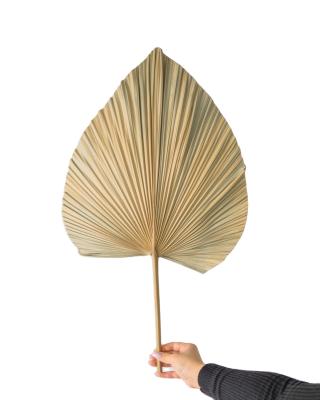 Cina Il fiore secco conservato pianta la decorazione di nozze ha asciugato le foglie di palma in vendita