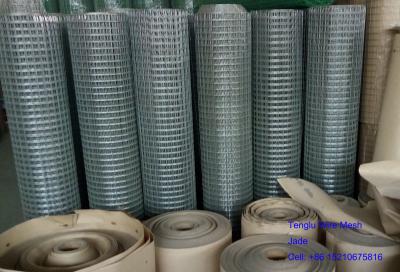 China Malla de alambre soldada con autógena galvanizada sumergida caliente 1' x1, 1/2'x1/2', 50x50m m, 60x60m m para la cerca en venta