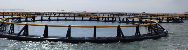 Upgrade From Rust to Robust. Experience The Future of Farming with HDPE Fish Cages