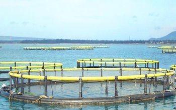 China Farming Aquaculture Fish Cages Harvesting Machinery Type Fishing Auxiliary Machinery for sale