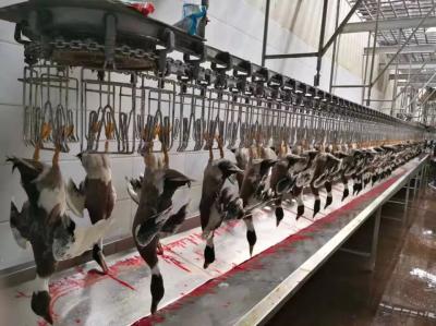 ISO9001 CE Full Automatic Poultry Slaughtering Line Automatic Chicken Slaughteri