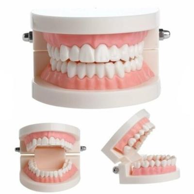 Cina SJ Dental Typodont Teeth Model High Quality Demonstration Denture Frasaco Dental Study Model For Tooth in vendita