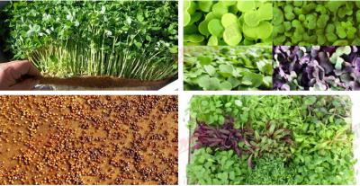 중국 Hot Sale 100% Biodegradable Natural Jute Material Felt Fabric for Seed Growing 판매용