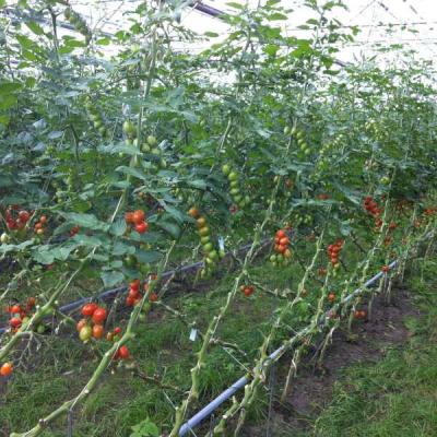 China Uv Bijkomende Tomaten Hangende Streng, Pp die Streng voor de Banaan van de Komkommermeloen binden Te koop