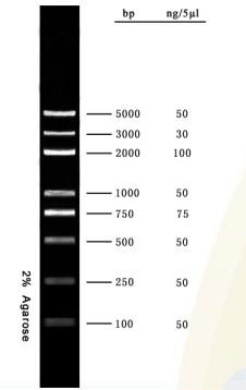 中国 研究の分子生物学テストのためのDNAのマーカーのアガロースのゲルPCRのキットDNAの梯子5000bp 販売のため