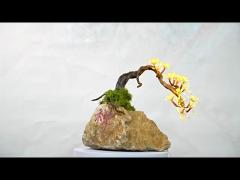 Solid wood bonsai lamp