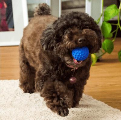 China Pet Bite-resistant Sound Chew Toy Dog Interactive Rubber Ball for sale