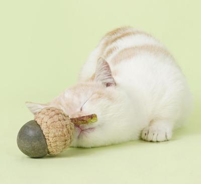 China Scratcher Training Catnip Chew Toys For Cats Teeth For Pets Kittens Kitty Supplies for sale