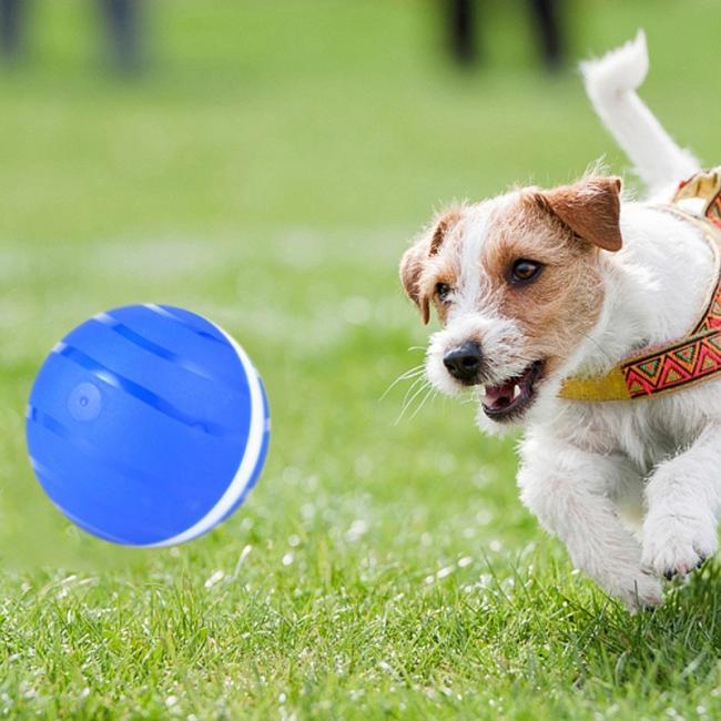  remote control ball for cats