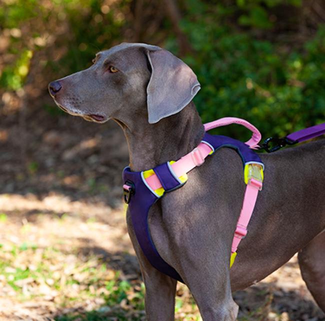 best chew proof dog harness