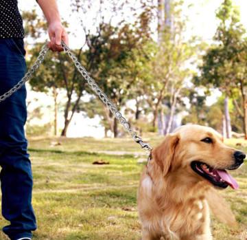Cina Migliore guinzaglio del metallo per i cani che masticano con la maniglia riempita per i cani di grande & dimensione media in vendita