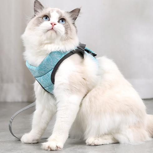 small cat harness and lead