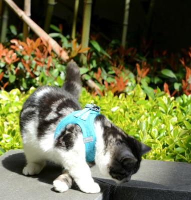 Cina Piccola grande ansia grassa Cat Vest Easy Walk di Kitten Nylon Pet Harness Vest in vendita