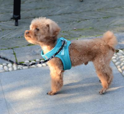 Cina Piccola grande ansia grassa Cat Vest Easy Walk di Kitten Nylon Pet Harness Vest in vendita