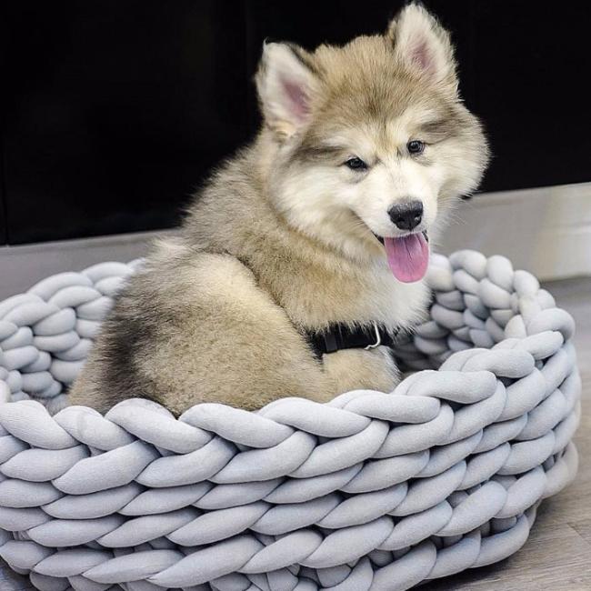cat bed big