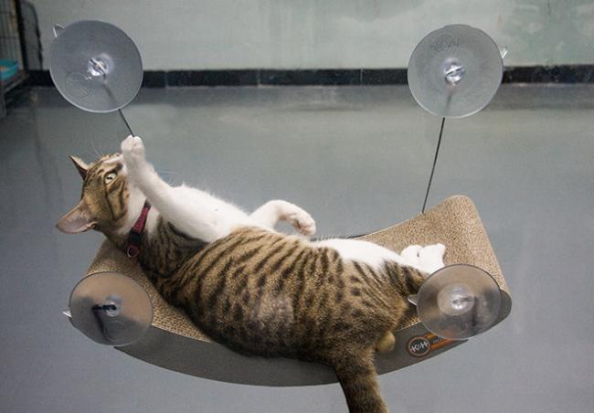 perche de fenêtre de chat d'Amazone