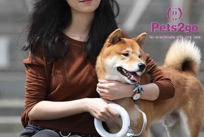 Cina guinzaglio ritrattabile dell'animale domestico del poliestere mani libere di 3m in vendita