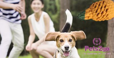 中国 パイナップルは犬のための大きい9*18CMペット咀嚼のおもちゃを形づけた 販売のため
