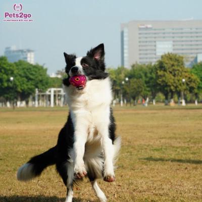 Cina Palla di gomma rossa leggera di ampiezza del cane di 81x62mm in vendita
