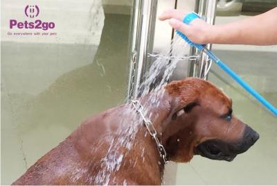 Cina Rapidamente installi l'animale domestico governare di 0.5kg 48pcs che bagna lo strumento in vendita