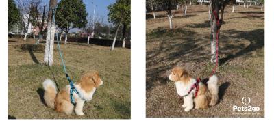 Cina Fune traente dell'animale domestico del guardamano 120x2.5cm della spugna del cotone in vendita
