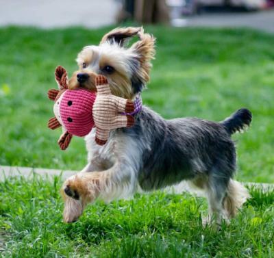 Cina Giocattoli farciti naturali della peluche del cane dello scoiattolo per i cuccioli in vendita