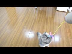 Pet Chew Toys
