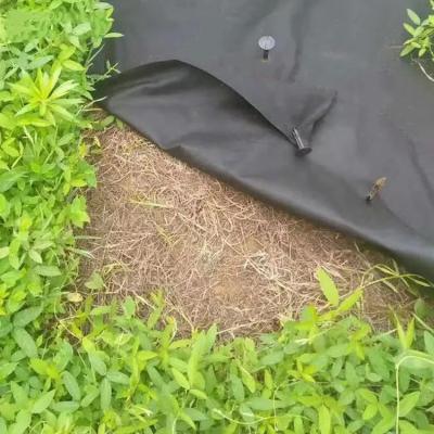 China Practical Weed Control Membrane 60gsm , Biodegradable PP Woven Ground Cover for sale