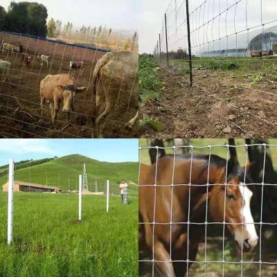China Elektrische 30m Draad Mesh Fence Welded Wire Fabric voor Landbouwbedrijfdier Te koop