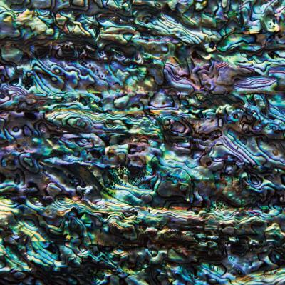 Seeoberteil Wand-Umhüllungs-Ohrschnecke Shell, welches bunt die Platte glänzend in 120x240mm verziert