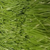 China Artificial Soccer Grass / Artificial Grass Waterproof for sale