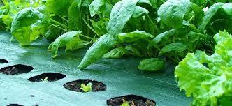 China weed control fabric for greenhouse for sale