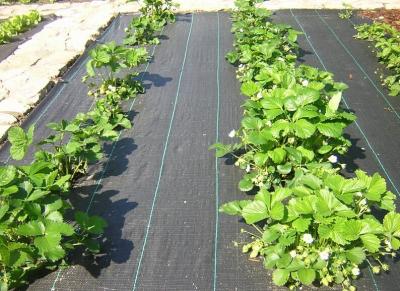 China Agricultural Black Plastic Ground Cover / pp weed mat / prevent weed cloth with different sizes for sale