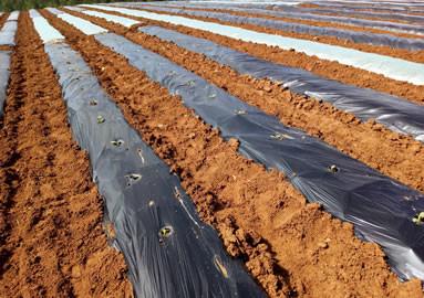 China Agriculture orchard wildly used silver black perforated plastic mulch film punch hole price for sale