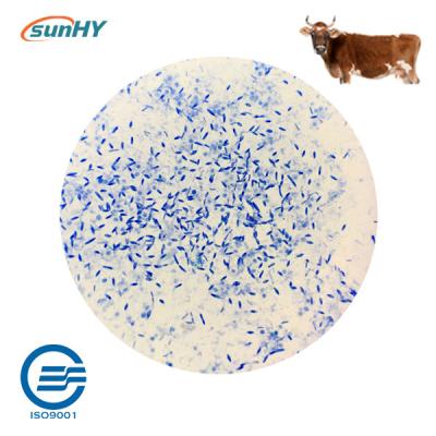 China Fermentation Aids 10000 U/G Digestive Enzymes With Probiotics 5 Billion Cfu/G for sale