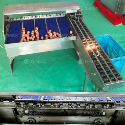 China Roestvrij staal 304 ei gewichtingsmachine kippen ei sorteermachine met inspectie Te koop