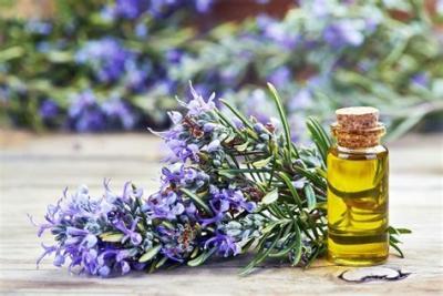 China Rosemary oil for fragrant bodily perfumes,Organic Rosemary Essential Oil for sale