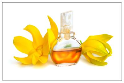 China Ylang-ylang (Cananga odorata) essential oil,ylang ylang 100 pure essential oil for sale