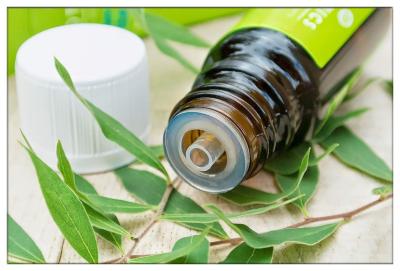 China tea tree oil Anti-microbial laundry freshener, Cheap tea tree essential oil for making Natural deodorant for sale