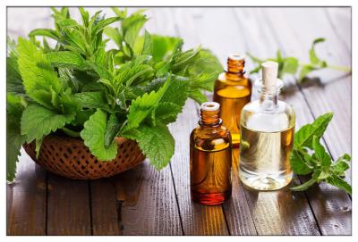 China Corn Mint Oil for headaches,peppermint oil spider repellent,Peppermint leaf oil for digestive disorders for sale