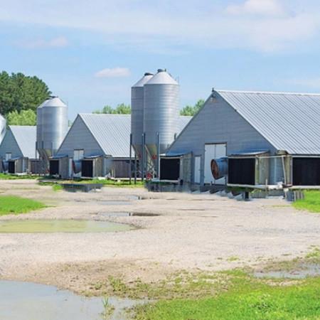 Quality Lightweight Steel Frame House , Chicken Farm Structure Customized for sale