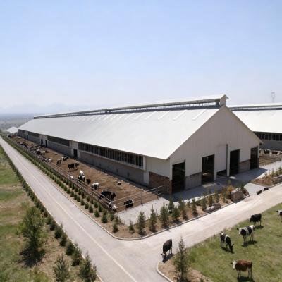 China Prefab Steel Frame Cow Shed Custom Size for Livestock Farm for sale