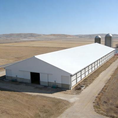 China Customizable Multi-Bay Steel Structure Cow Shed for Commercial Ranch for sale